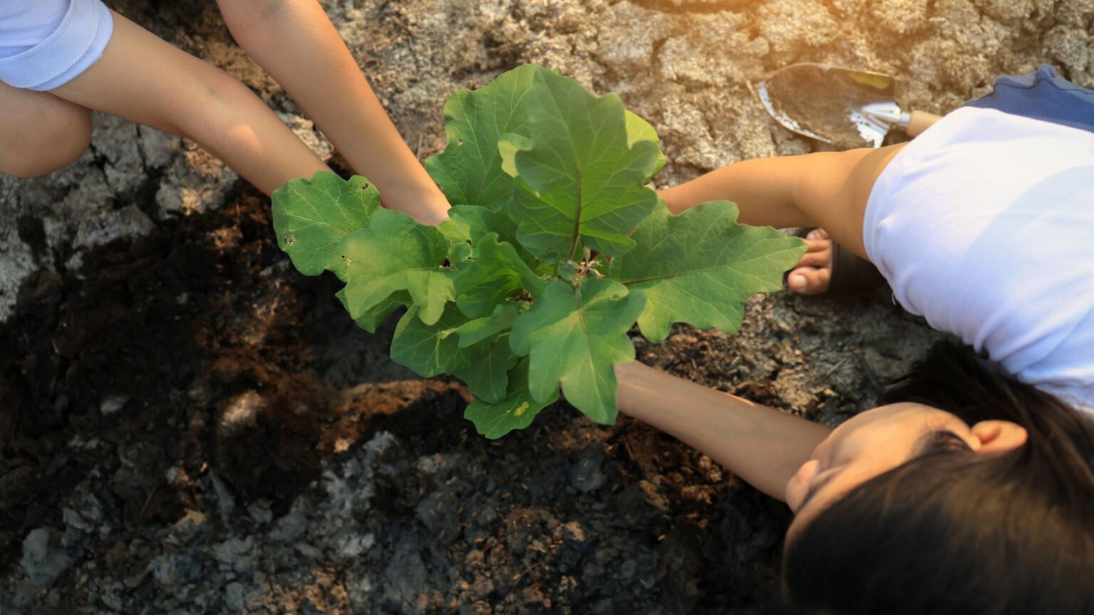 National Tree Day – Aussie of the Month